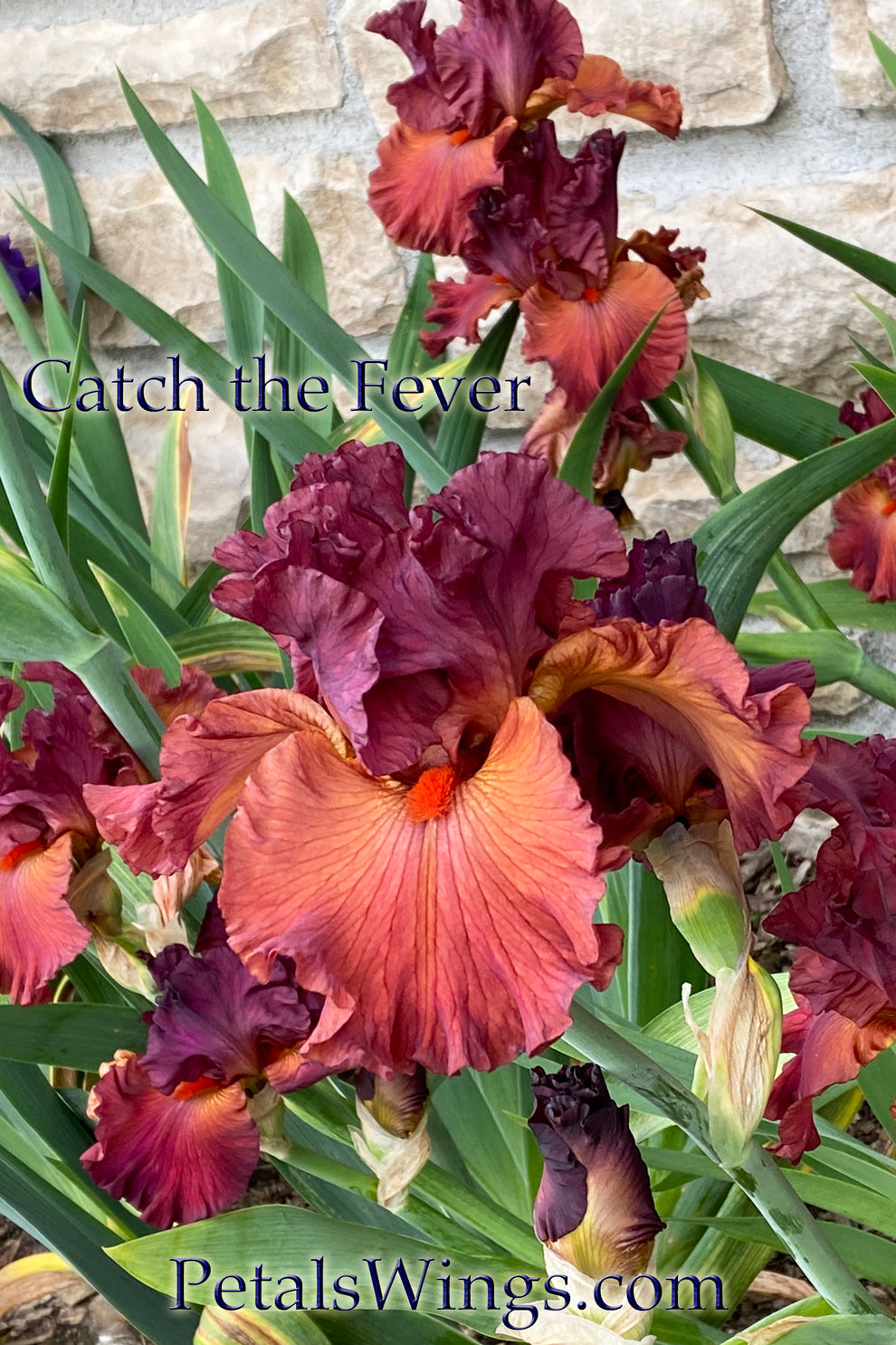 Catch the Fever - Tall Bearded Iris – PetalsWings