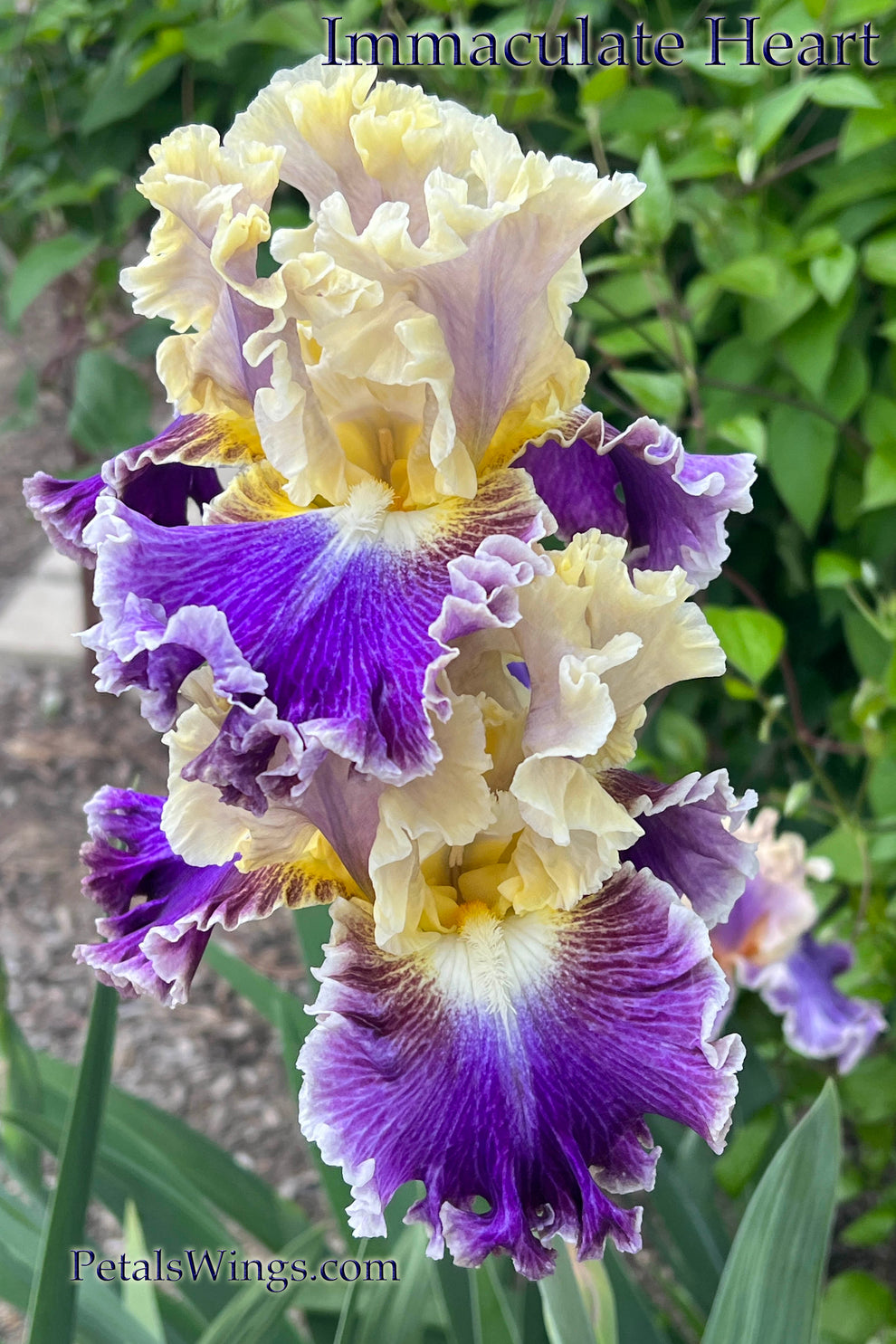 IMMACULATE HEART - 2022 Tall Bearded Iris -Luminata – PetalsWings