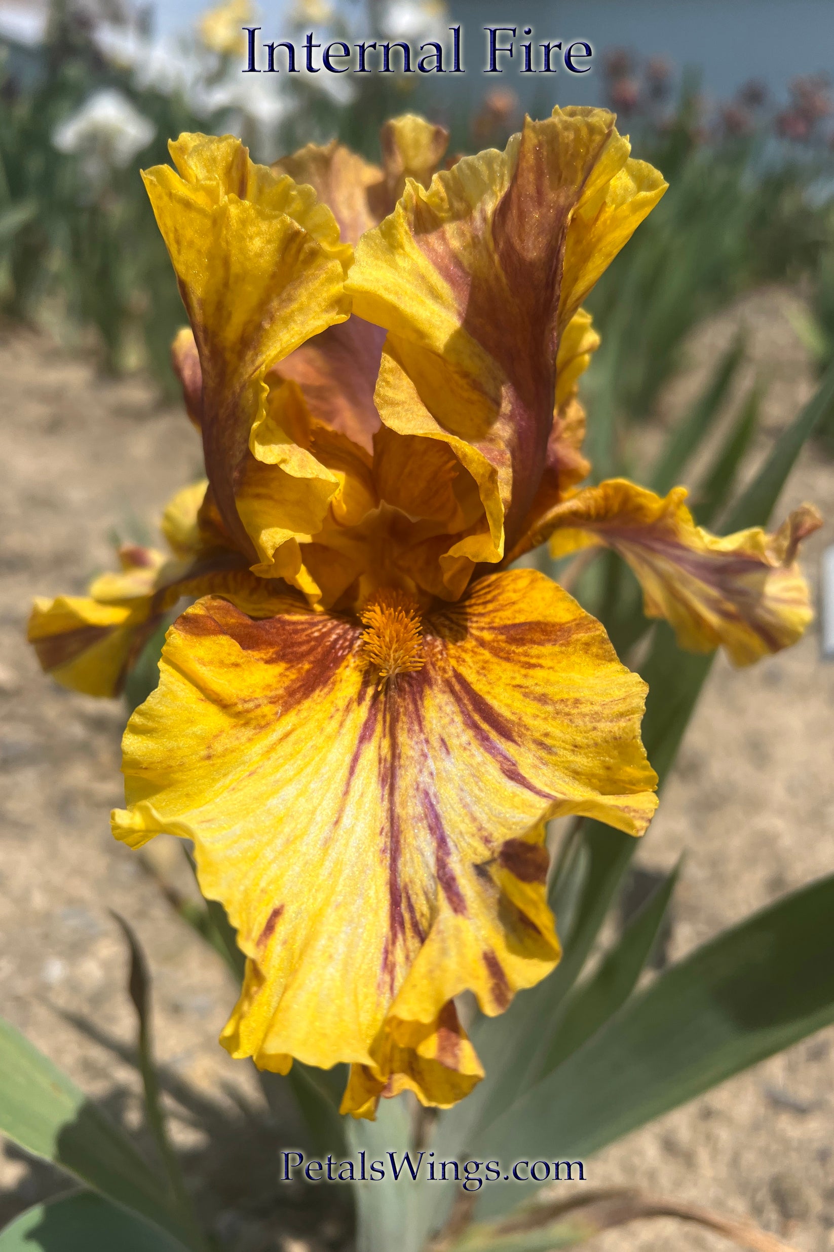 INFERNAL FIRE - 1994 Tall Bearded Iris – PetalsWings