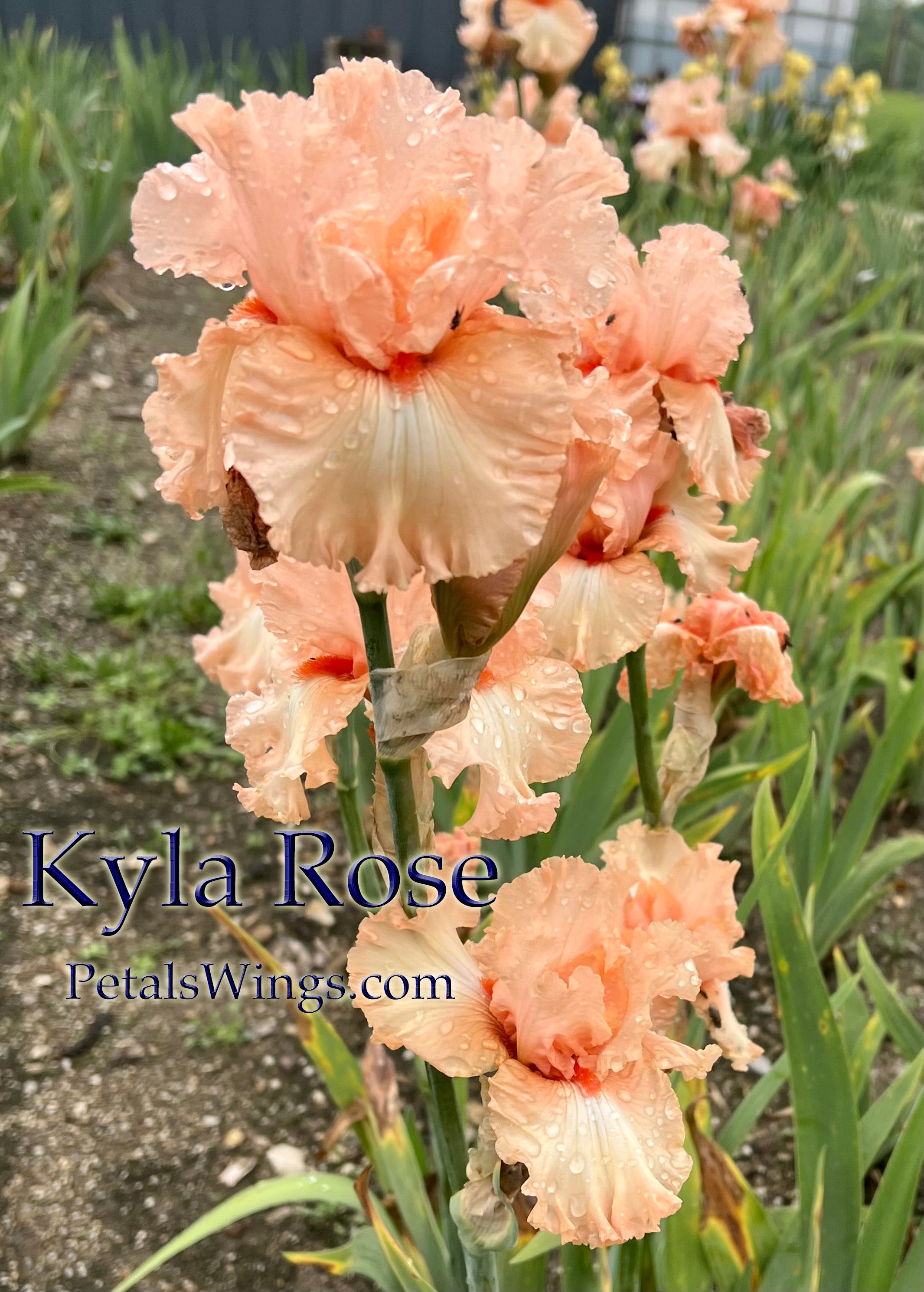 KYLA ROSE 2016 TB- Fragrant – PetalsWings