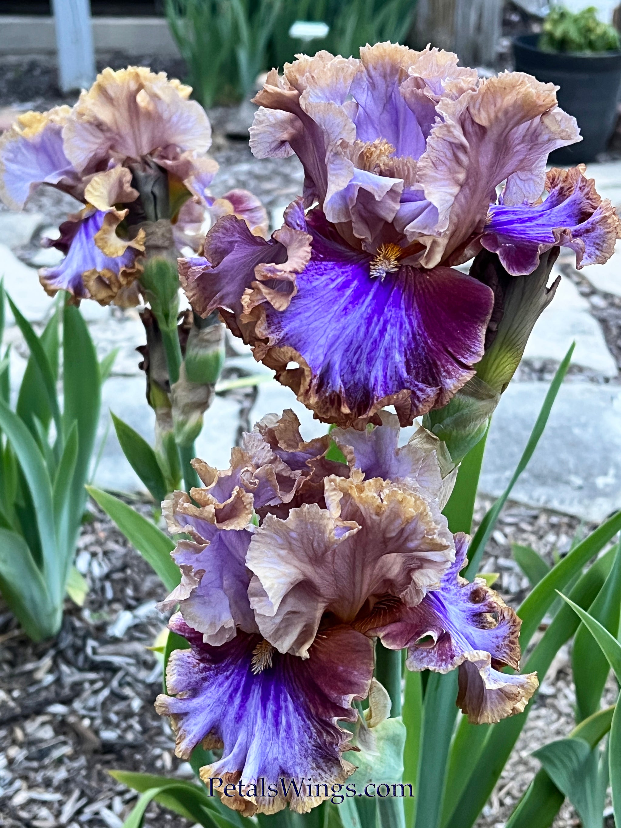 PANJANDRUM- 2018 TB – PetalsWings