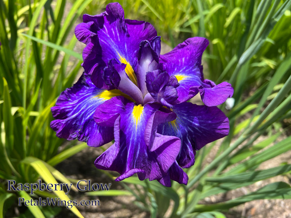 Raspberry Glow- 1992 Ensata Japanese – PetalsWings