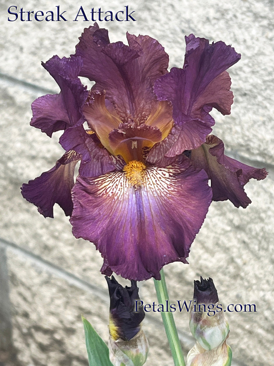 Products – Page 30 – PetalsWings