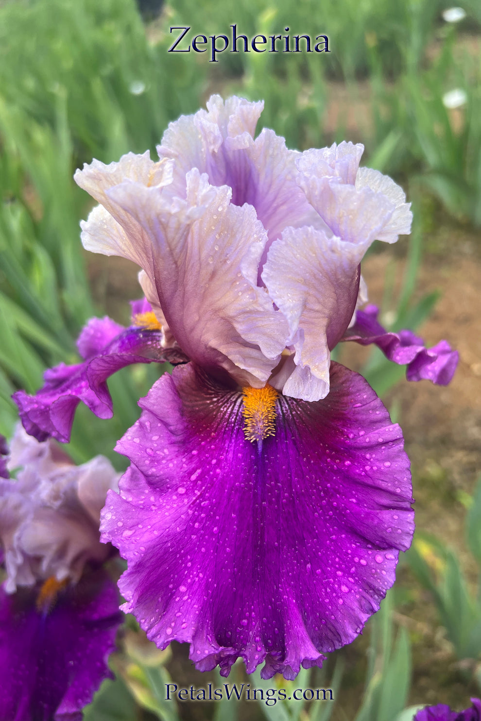 Zepherina - 1995 - Tall Bearded Iris - Fragrant – PetalsWings