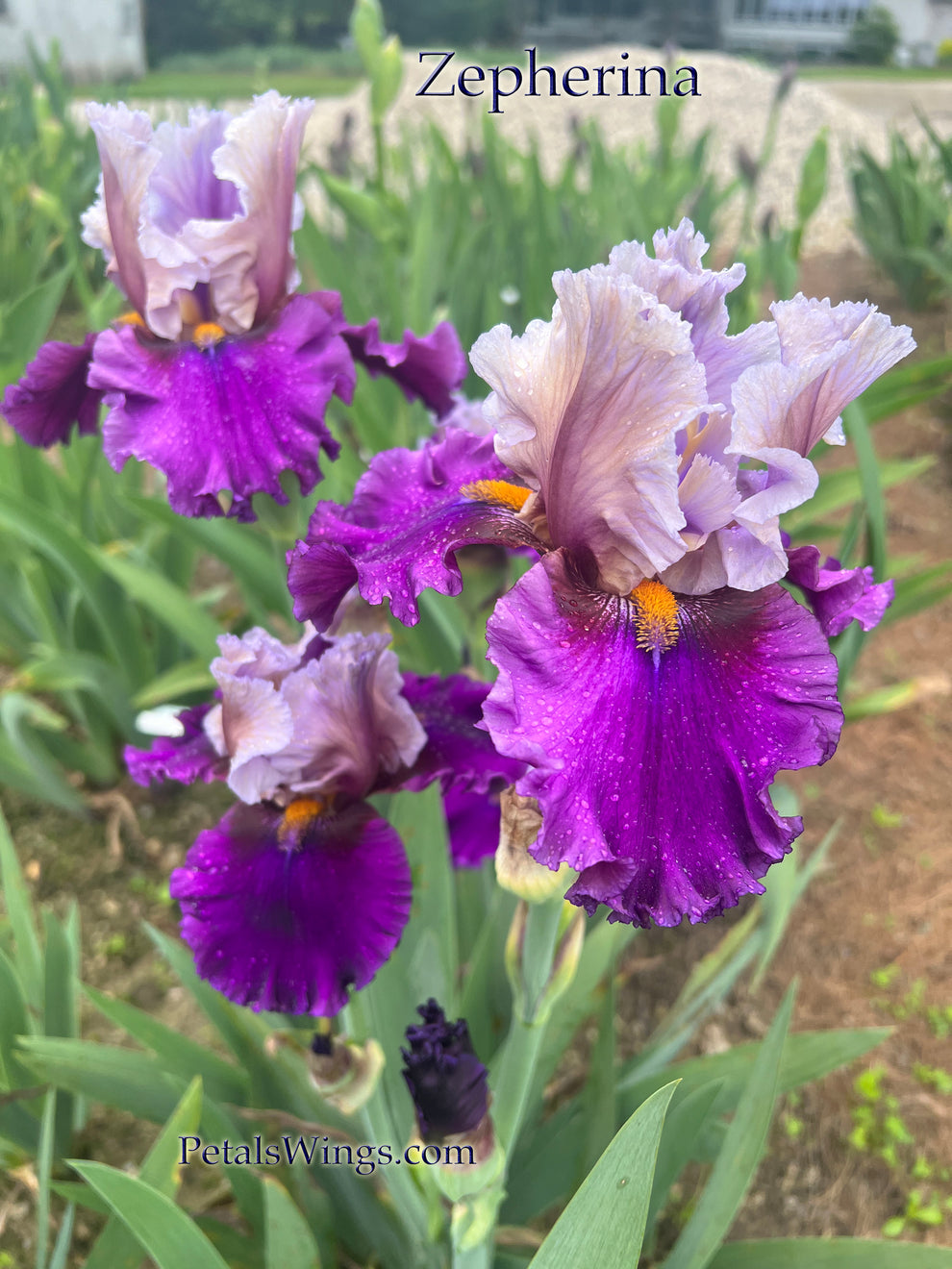 Zepherina - 1995 - Tall Bearded Iris - Fragrant – PetalsWings