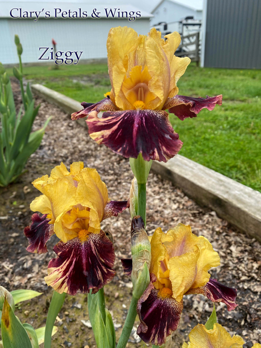 Reblooming Iris – PetalsWings