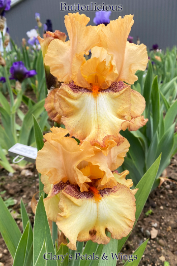 BUTTERLICIOUS - 2018 - TB – PetalsWings