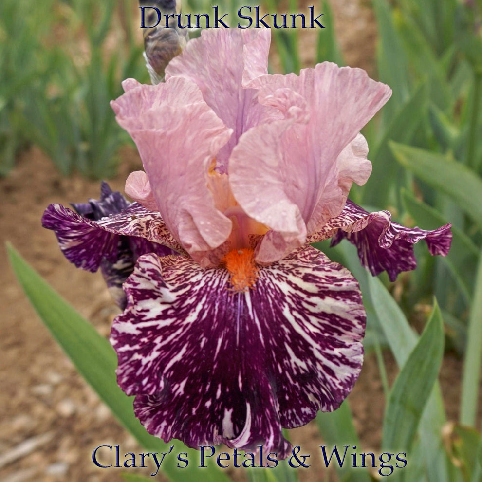 DRUNK SKUNK - 2012 - Tall Bearded Iris - Broken color - Ruffled and Fr ...