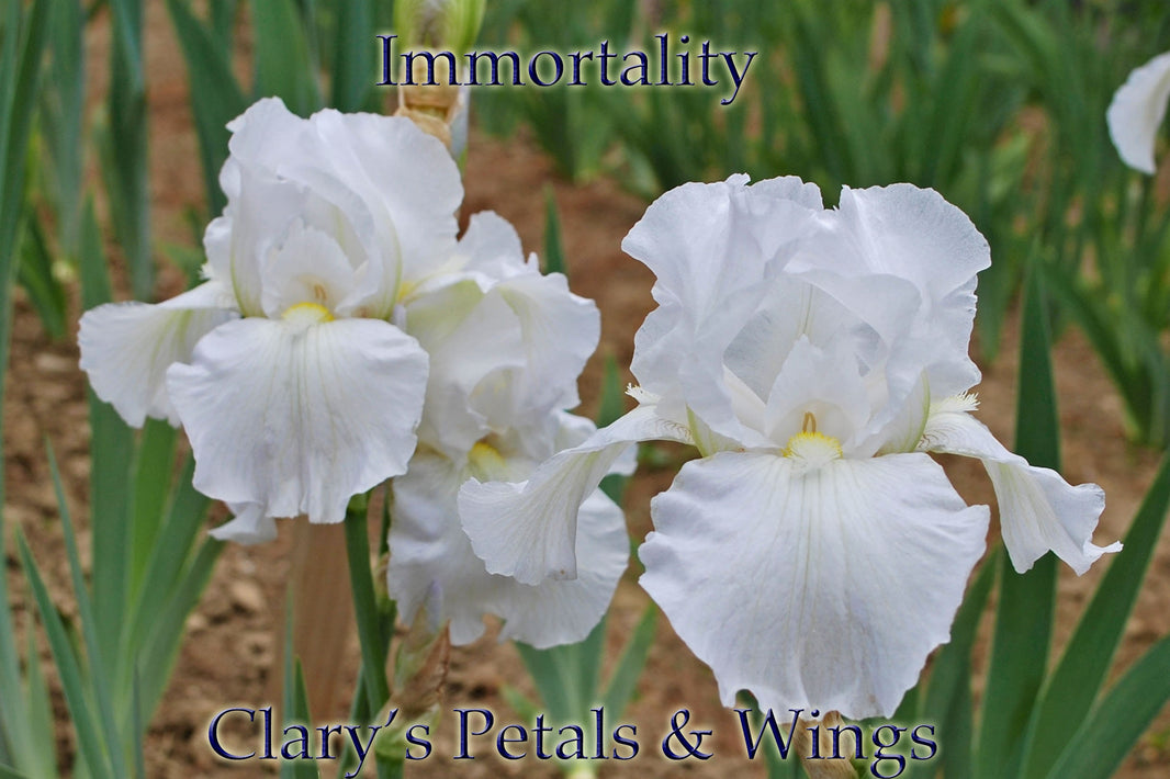 Reblooming Iris – Page 2 – PetalsWings