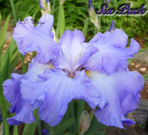 Six Pack - FLATTIE - Tall Bearded Iris - HUGE 8” BLOOMS!! Fragrant ...
