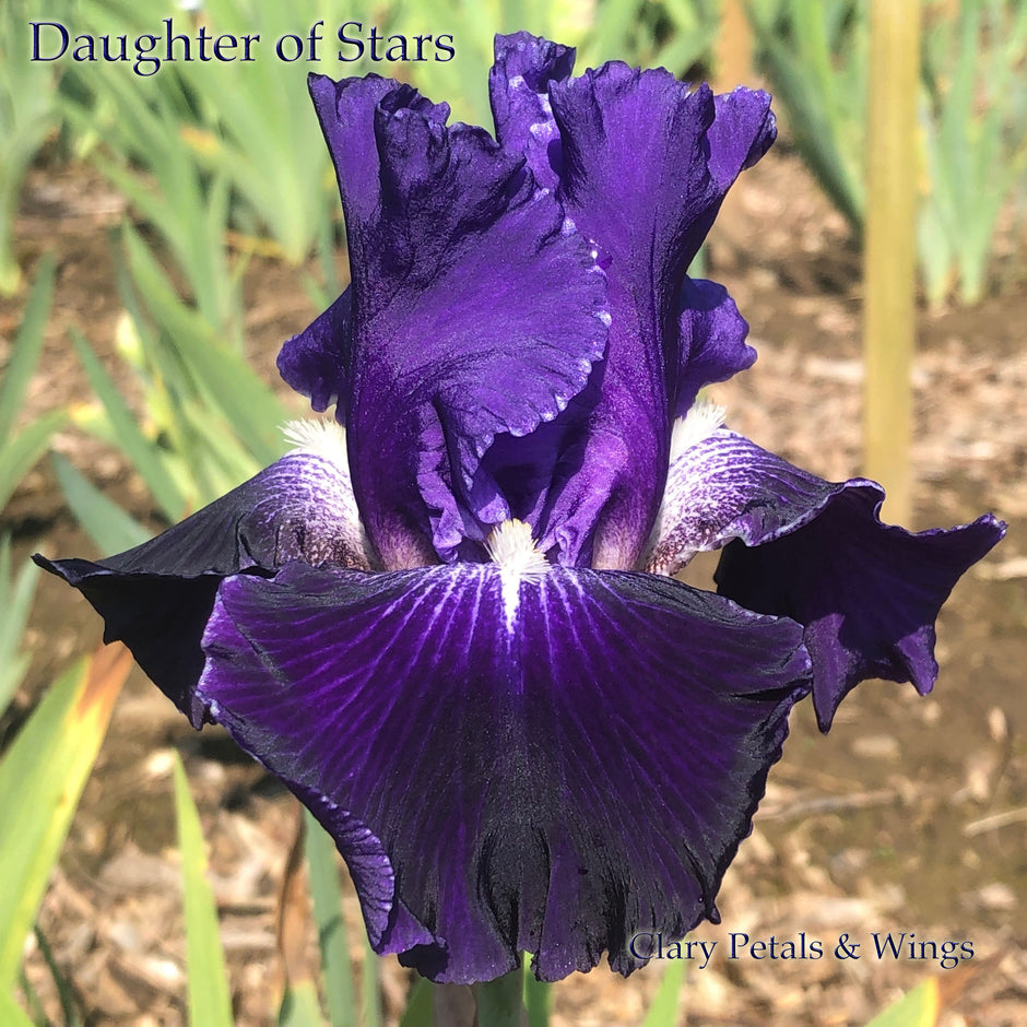 Fragrant Iris – Page 4 – PetalsWings