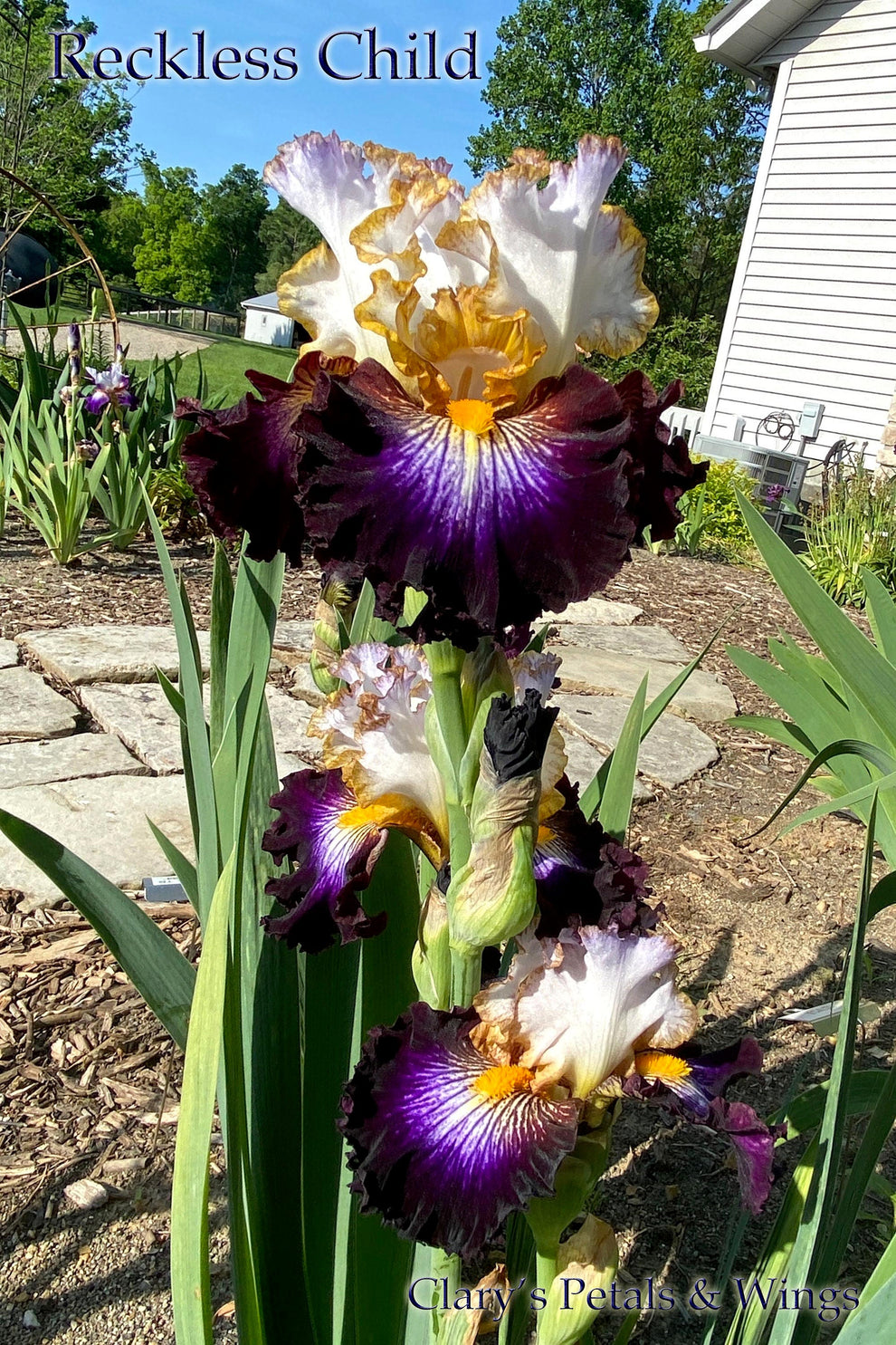 Reckless Child - 2019 Tall Bearded Iris - Eye Catching and Ruffled – PetalsWings