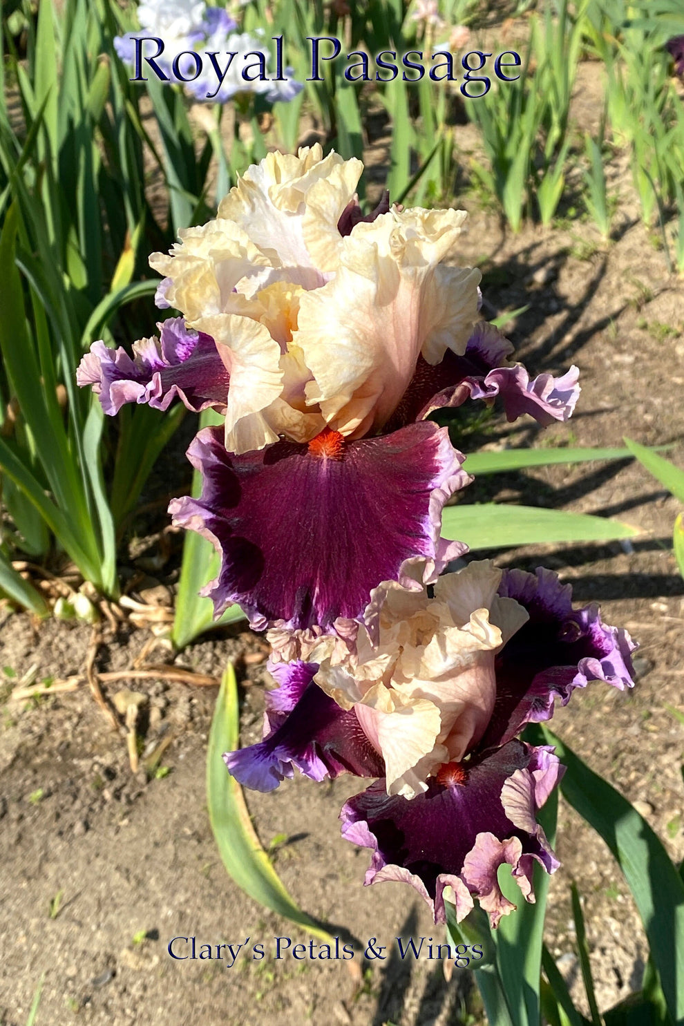 Royal Passage - 2019 Tall Bearded Iris - Ruffled and full of buds! – PetalsWings