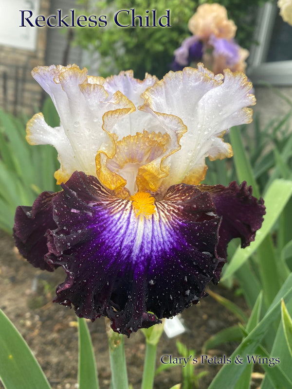 Reckless Child - 2019 Tall Bearded Iris - Eye Catching and Ruffled – PetalsWings