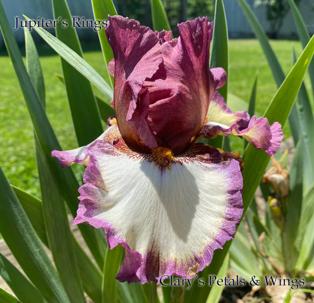 Products – Page 18 – PetalsWings