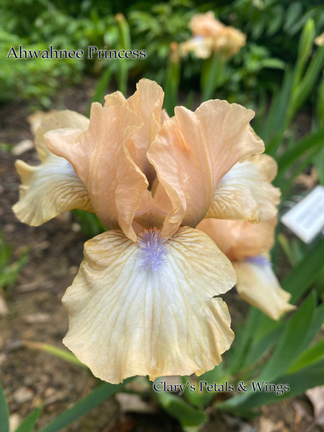 Products – PetalsWings