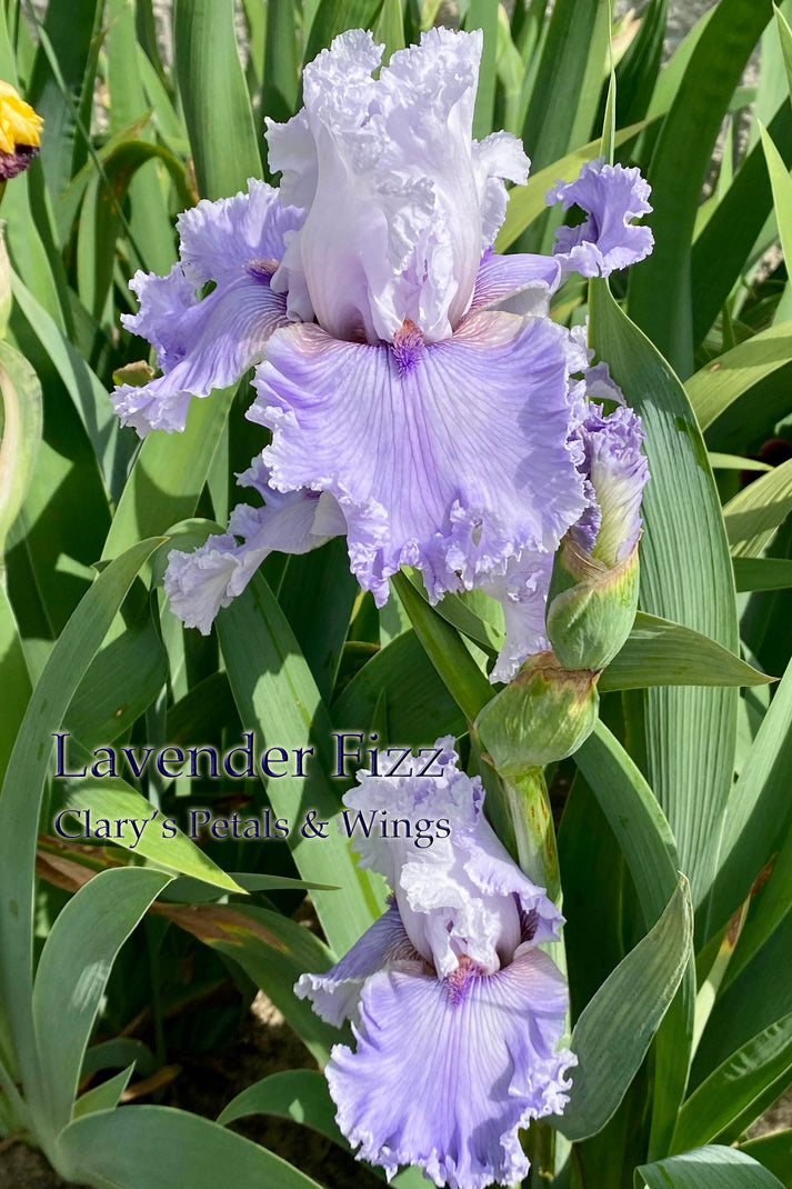 LAVENDER FIZZ - 2019 TB- Fragrant – PetalsWings