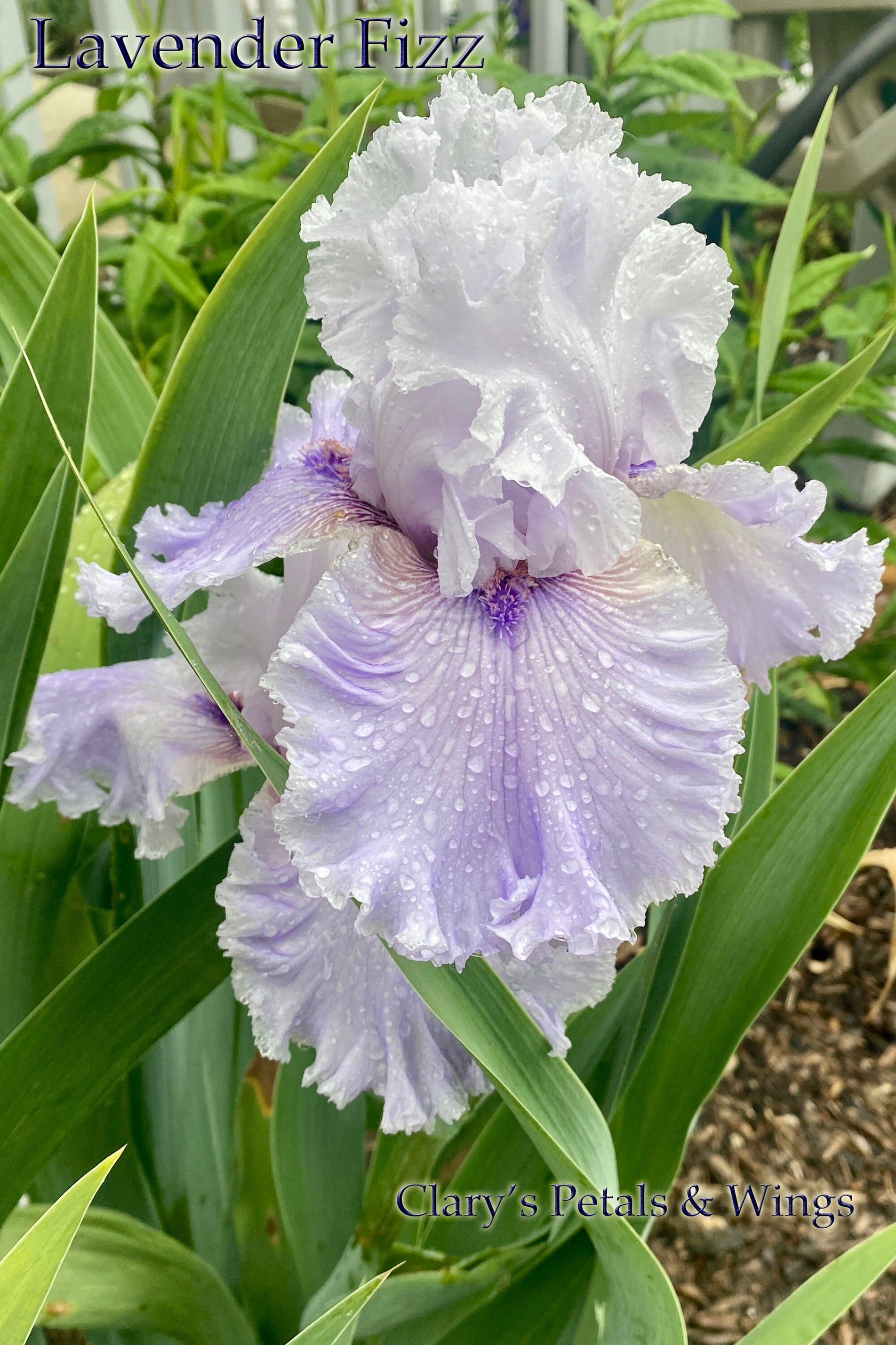 LAVENDER FIZZ - 2019 TB- Fragrant – PetalsWings