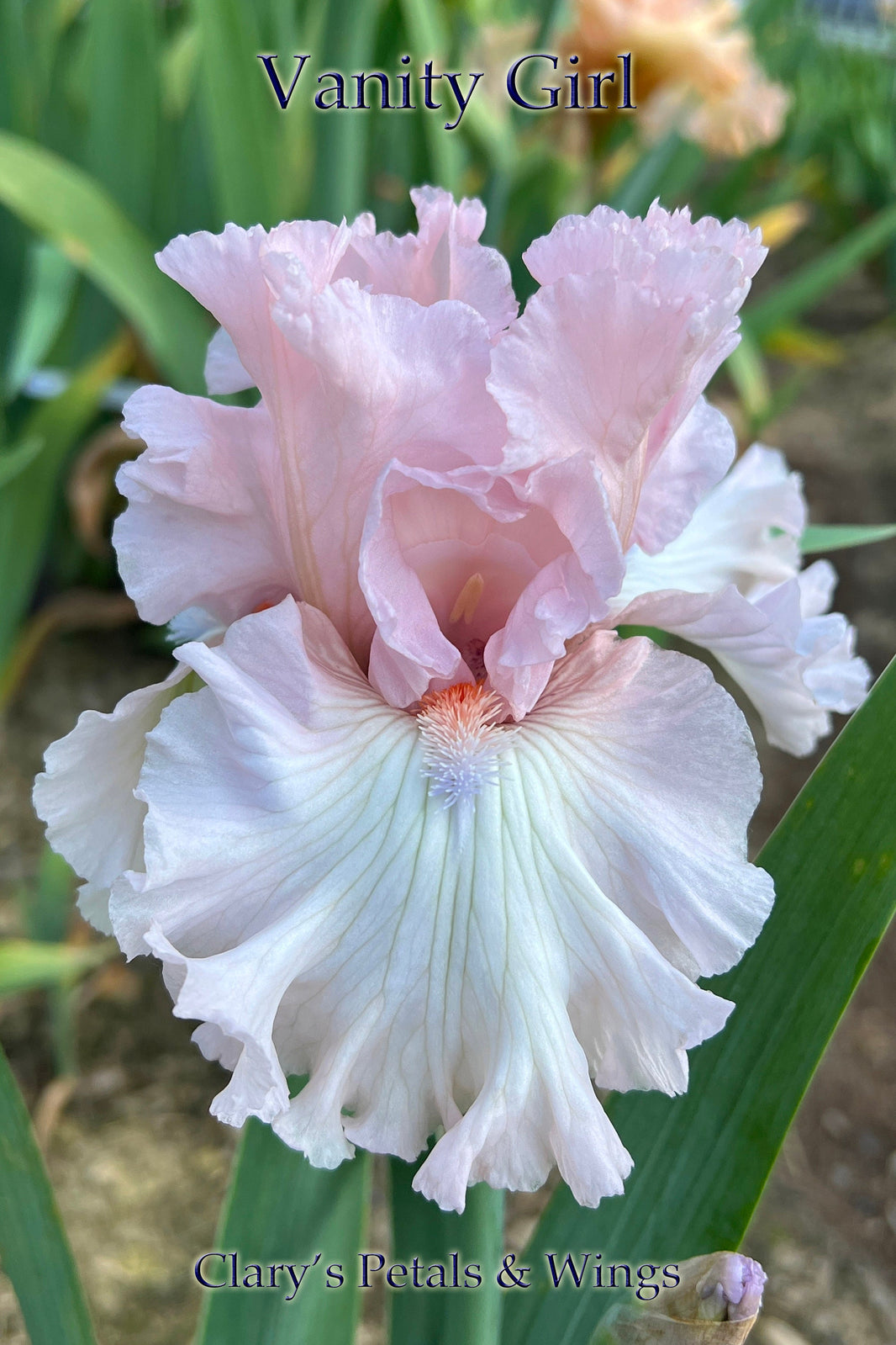 Products – Page 32 – PetalsWings