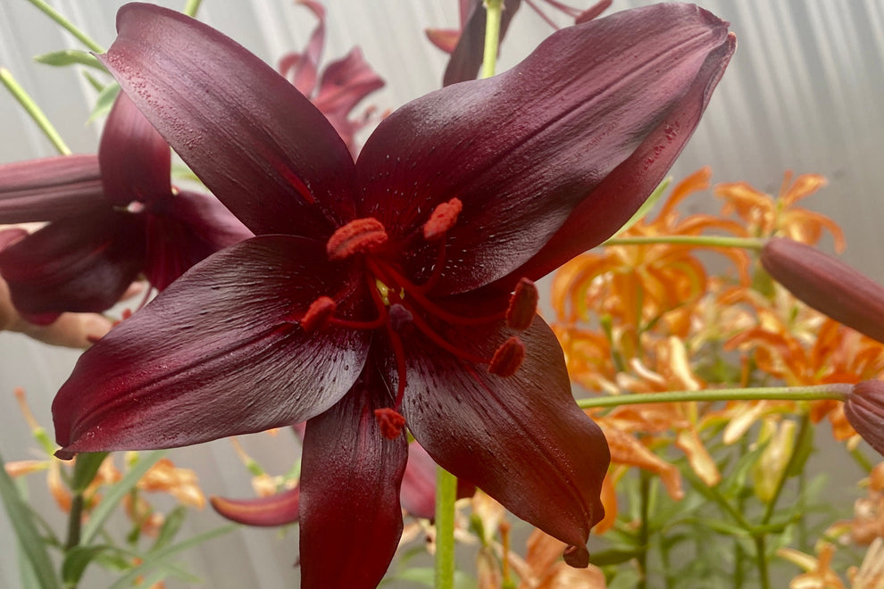 Lilium 'Night Flyer' - Asiatic Hybrid Lily - 3 bulbs – PetalsWings