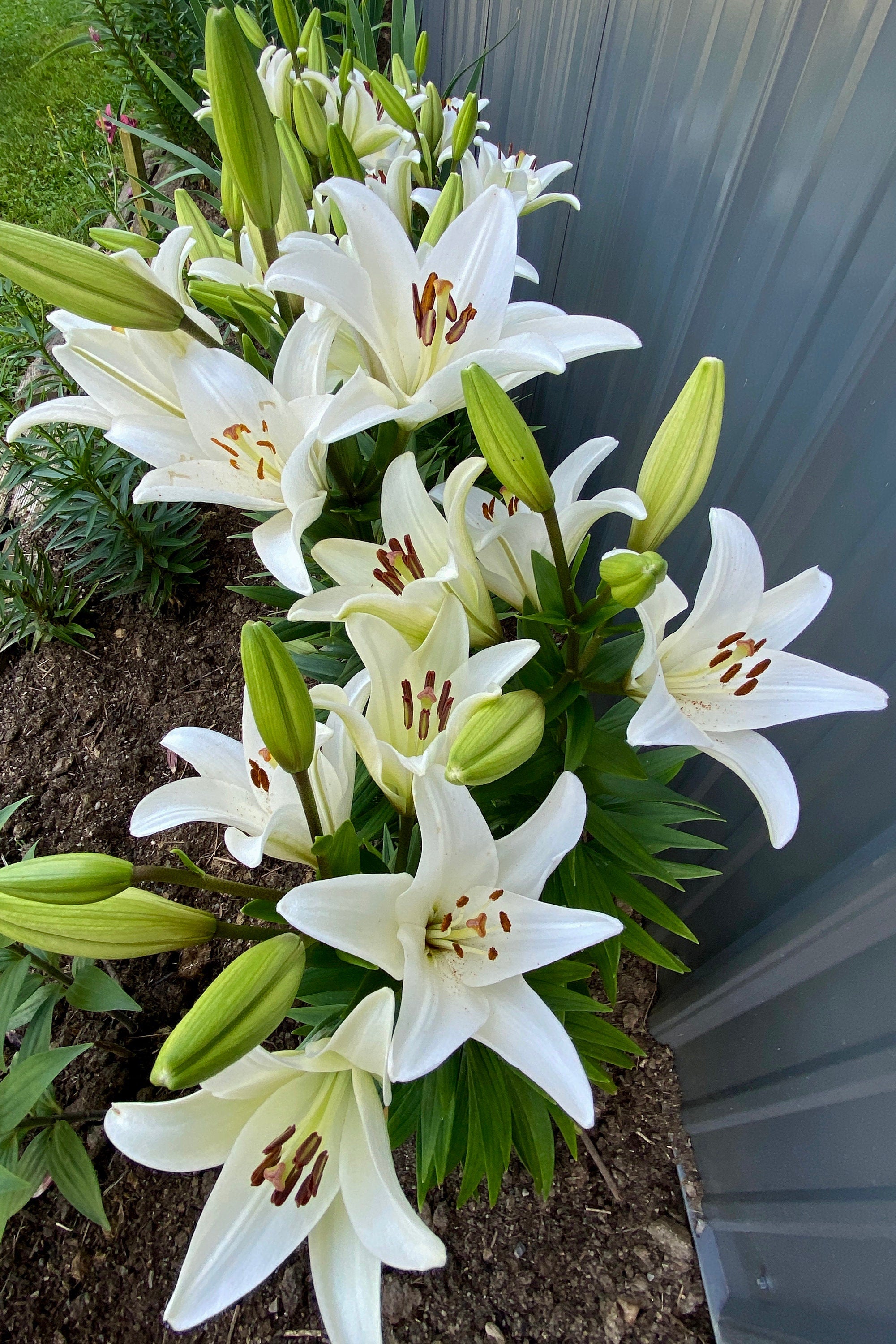 Lilly Bulbs – PetalsWings