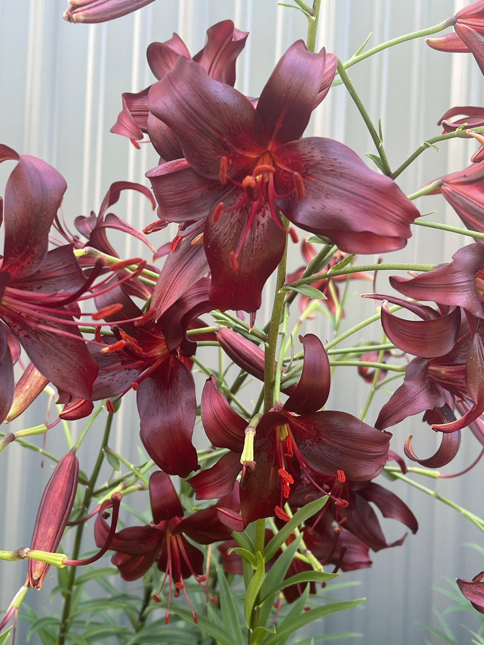 Lilium 'Night Flyer' - Asiatic Hybrid Lily - 3 bulbs – PetalsWings